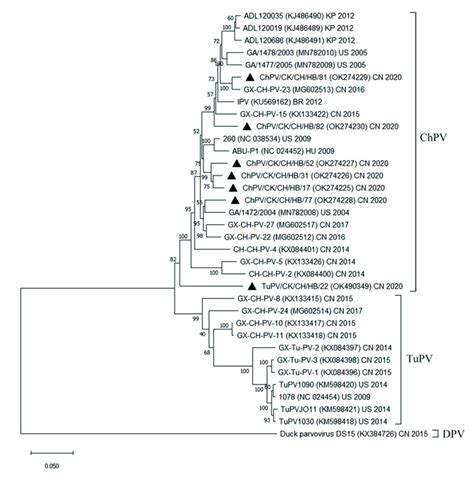 Phylogenetic Tree Based On The Complete Sequence Gene Of Parvovirus Download Scientific