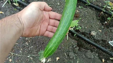 Как се отглеждат Краставици Правилно Успяхме да Спасим Краставиците от Акари и други Болести