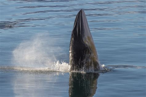 Ballena minke antártica Antártica Sonora