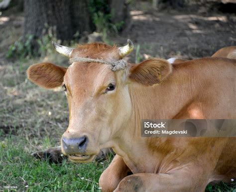 Sapi Muda Bergemuruh Di Bawah Naungan Pohon Besar Foto Stok Unduh