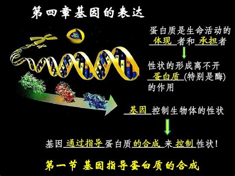 高二生物基因表达转录和翻译的过程word文档在线阅读与下载免费文档