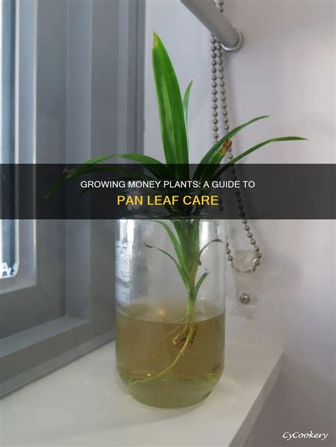 Growing Money Plants A Guide To Pan Leaf Care Cycookery