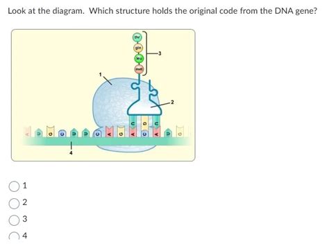 Look At The Diagram Which Structure Holds StudyX
