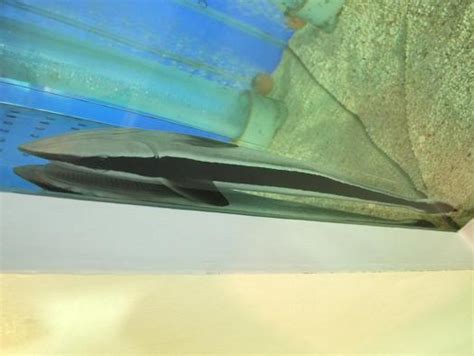 スジコバンの写真としとしWeb水族館魚図鑑
