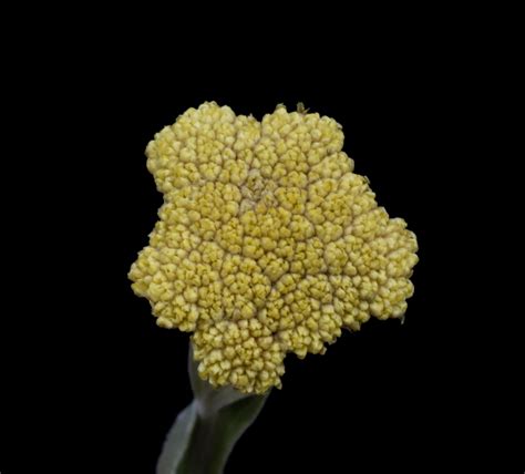 Helichrysum Umbraculigerum Less Plants Of The World Online Kew Science