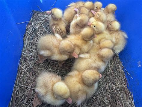 Making Some New ‘peeps Duck Launch Program Turns 25 Panow