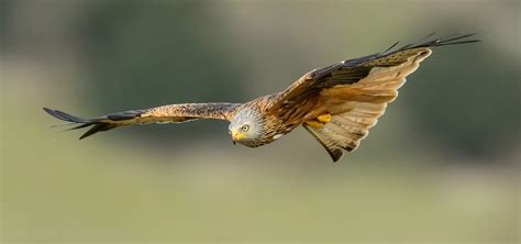 Photographing Birds In Flight The Complete Guide Nature Ttl