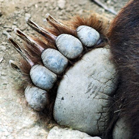 A Grizzly Bear Paw Stock Image Image Of Natural Horribilis 3269371