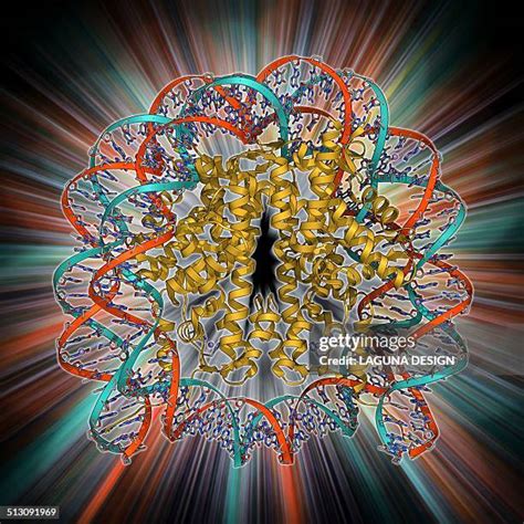 Histone Protein Photos And Premium High Res Pictures Getty Images