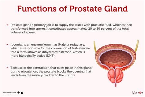 Prostate Gland Lobes