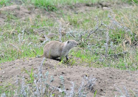 Ground Squirrel Survey Monitors Damage The Western Producer