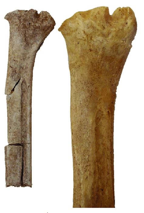 On The Left The Refitted Fragments Of The Radius Of A Sheep Goat From Download Scientific