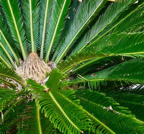 Download Palm Tree Pictures