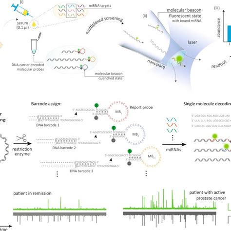 Single Molecule Multiplexed Detection Using Synthetic Mirnas Ad Download Scientific Diagram