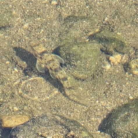 [20240901]안양 학의천에서 어린시절 추억속 모래무치를 보다