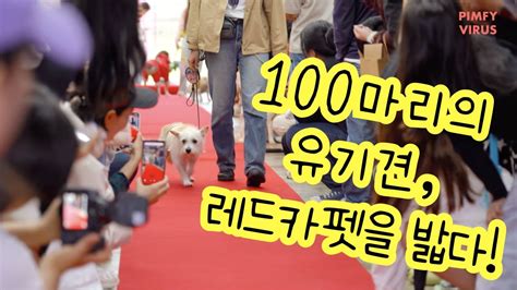 임보 강아지 100마리 총출동 예쁜 아이들 가득한 입양제 구경오세요 🐥 Youtube