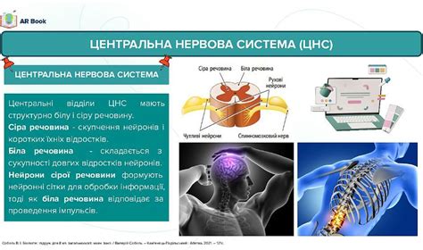 Будова нервової системи Центральна і периферична нервова система людини тест з біології 8