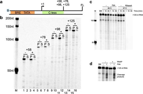 The Rna Cleavage Activity Of Ftta Is Stimulated By Interactions With Download Scientific