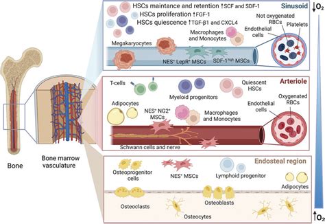 Hematopoietic Niche Within The Bone Marrow The Image Offers An