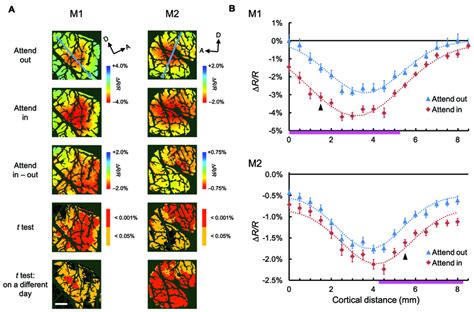 Spatial Distribution Of Attentional Effects On Global Signals Of Download Scientific Diagram