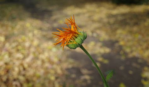 낙엽의 배경에 햇빛에 줄기가있는 오렌지색 금송화 꽃 클로즈업 0명에 대한 스톡 사진 및 기타 이미지 0명 가을 경관 Istock