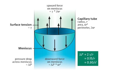 313 Positive And Negative Hydrostatic Pressures Plants In Action