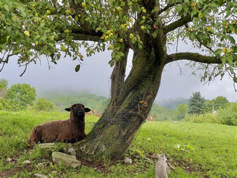 Robin Under The Apple Tree