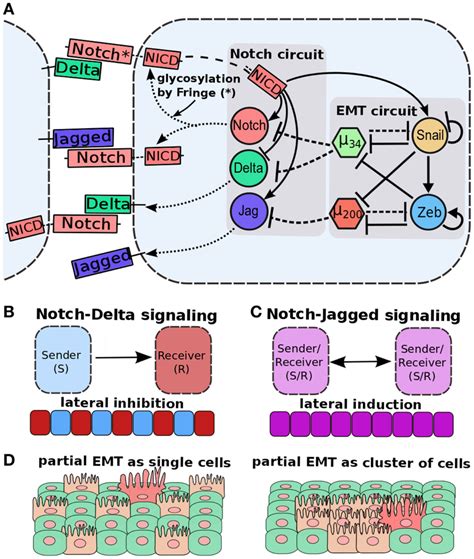 Cellcell Communication And Partial Emt A Coupling Of Emt Circuit