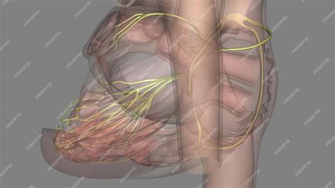 Premium Photo The Network Of Nerves Supplying The Heart Is Called The Cardiac Plexus