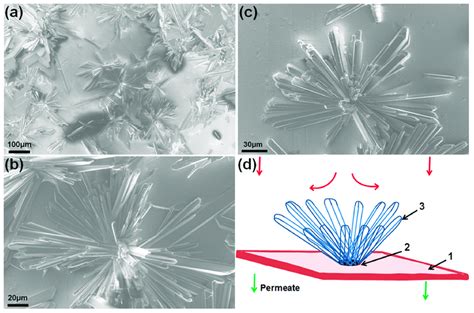Rosette Structures Of Scale Deposits A C Sem Micrographs Of Scale Download Scientific