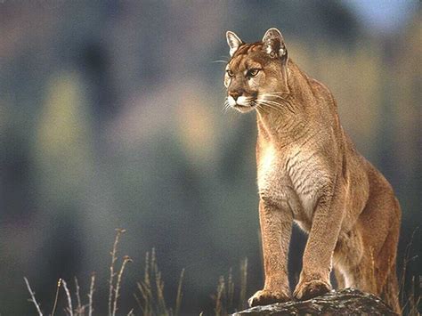 Cougar Symbolism Spirit Animal Totems