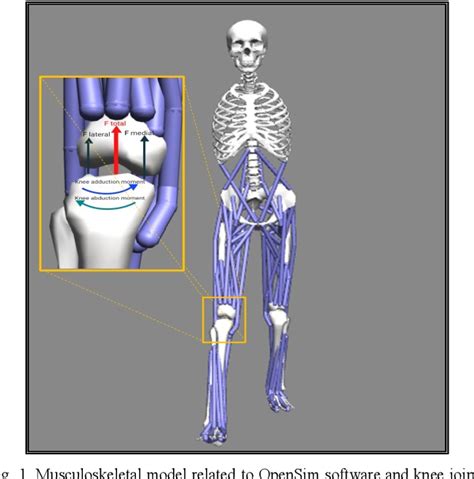 Figure 1 From Imu Based Estimation Of The Knee Contact Force Using