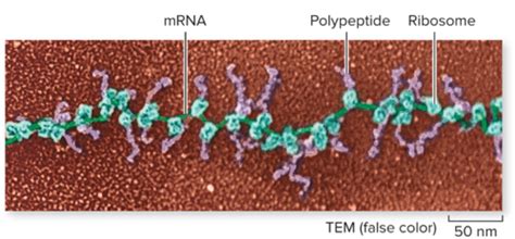 Study Guide For Chapter DNA Structure And Gene Function Flashcards Quizlet