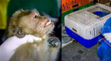 Action For Primates