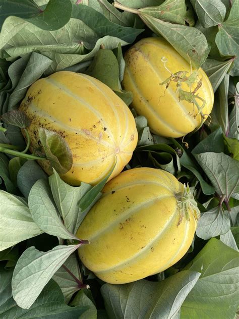 블라인드 블라블라 이렇게 큰 참외 처음이야