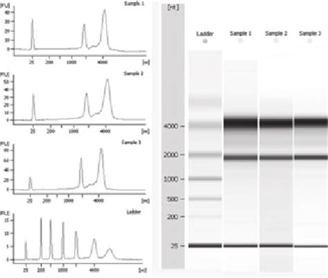 Agilent 2100 Bioanalyzer Electropherograms And Gel Image Of Isolated Download Scientific