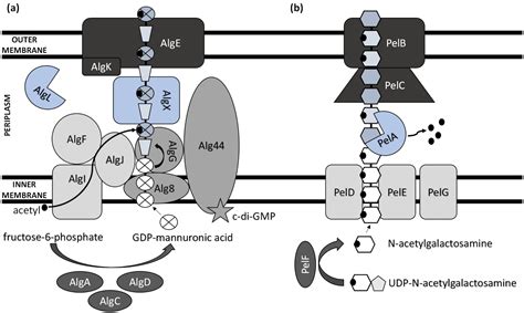 Biosynthesis Of Extracellular Polysaccharides In Pseudomonas Encyclopedia Mdpi