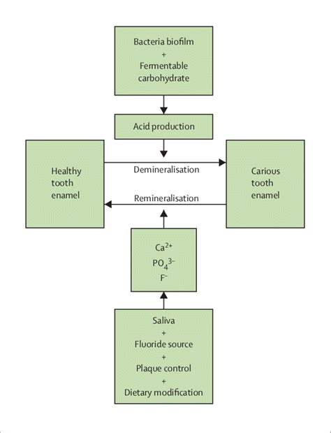 Dental Caries Process