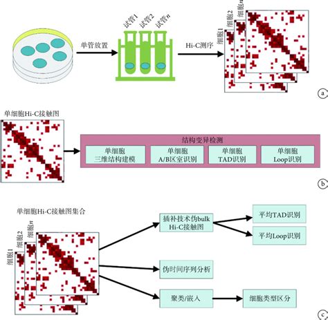 Advances In Methods And Applications Of Single Cell Hi C Data Analysis Abstract Europe Pmc