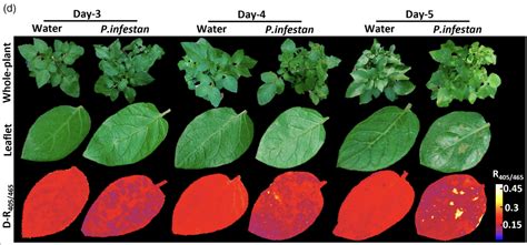 New Protein Based Biosensor Detects Potato And Tomato Crop Disease