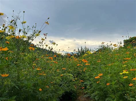 មន្ទីរទេសចរណ៍ខេត្តបាត់ដំបង Battambang Provincial Department Of Tourism