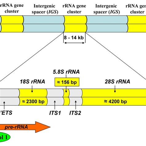 Ribosomal Dna Structure After Singer And Berg 1991 Download Scientific Diagram