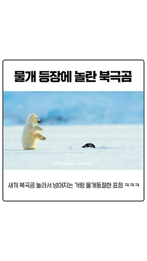 보복운전 중 분노조절 잘해 귀여워 멍스타그램 반려견 댕댕이 강아지 유머 유머짤 유머글 유머사진 웃긴동영상 유머스타그램 유머저장소 유머그램