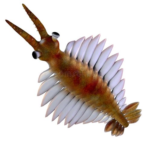 Anomalocaris In Cambrian Seas Stock Illustration Illustration Of