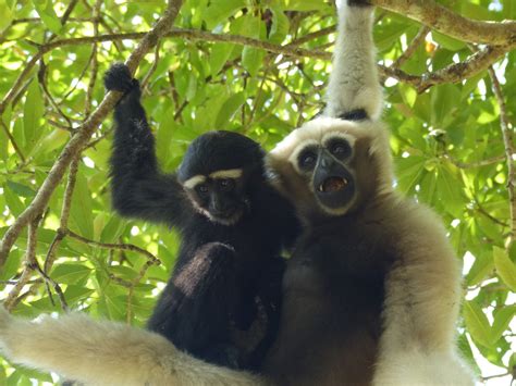 Worldview Myanmar မှိုများစိုက်ပျိုး ဝင်ငွေတိုး တစ်ပိုင်တစ်နိုင်မှိုစိုက်ပျိုးခြင်းသည