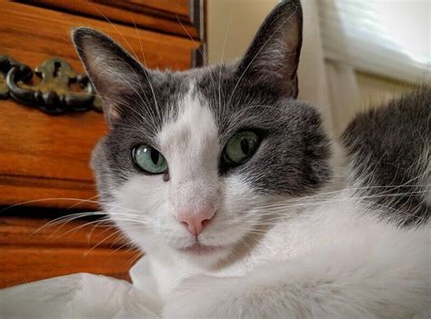 Top 100 Mischievous Cat Names For Your Mischievous Kitten