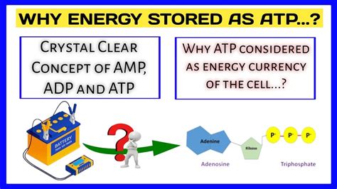 What Is Atp Why Is Atp The Energy Currency Of The Cell Youtube