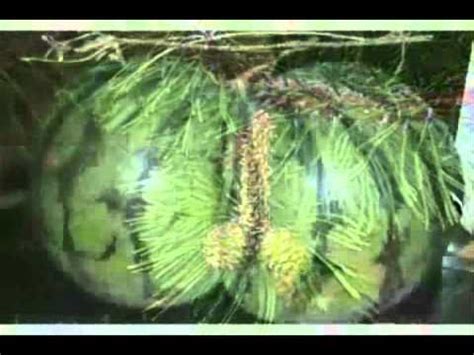 Sex With Plants Porn Star Tour