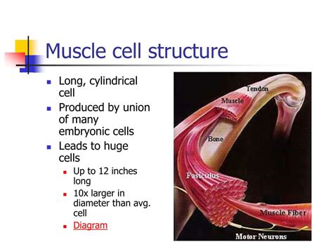 Ppt Muscle Cell Function Powerpoint Presentation Free Download Id1778779