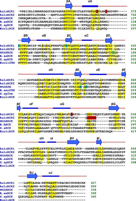Structure Based Multiple Sequence Alignment Of The C Terminus Of The